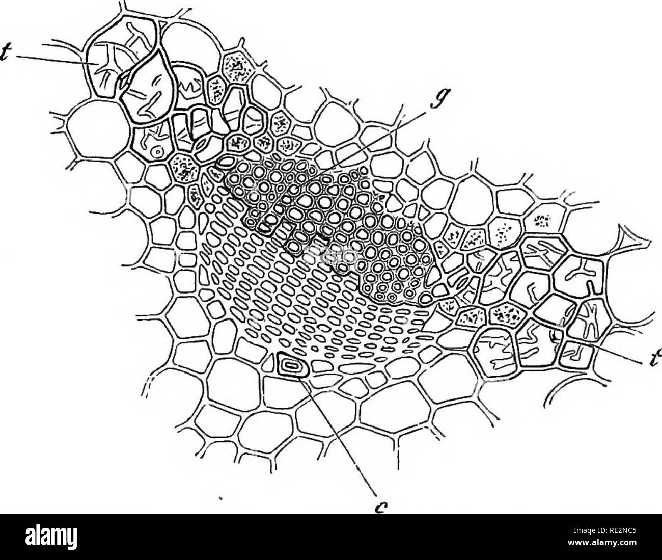 . Comparative anatomy of the vegetative organs of the phanerogams and ...