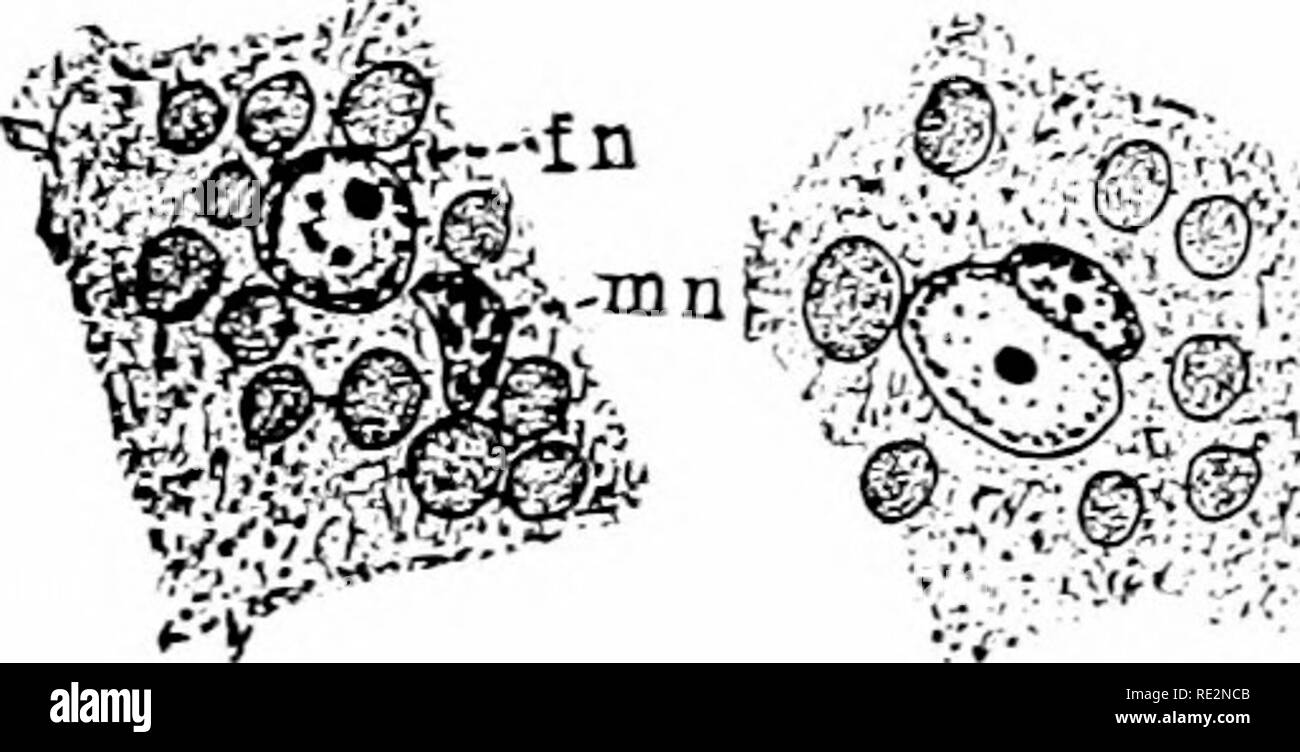 . Elementary botany. Botany. Fig. 142. Fertilization in 'aucheria. rnn ...