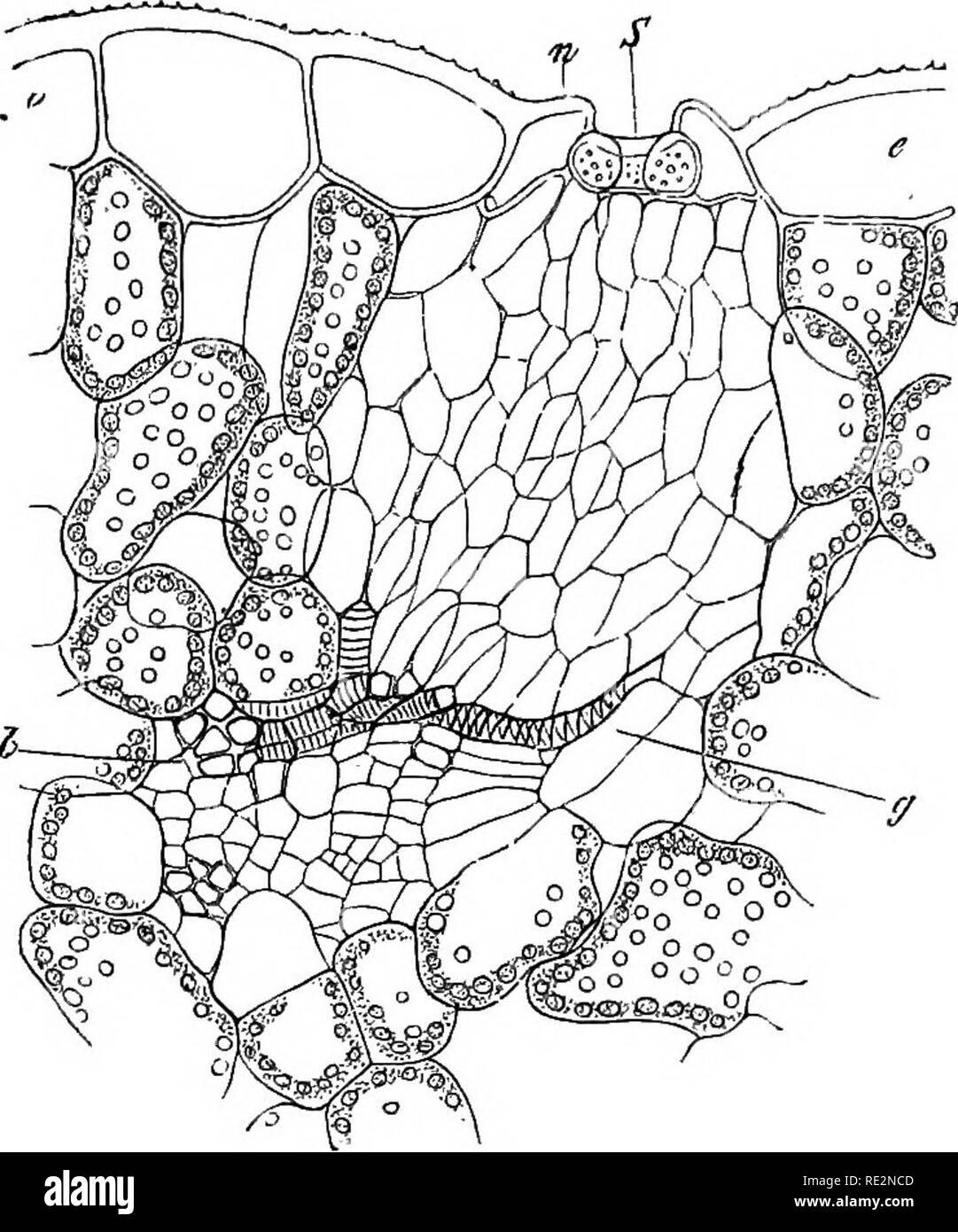 Rochea coccinea Black and White Stock Photos & Images - Alamy