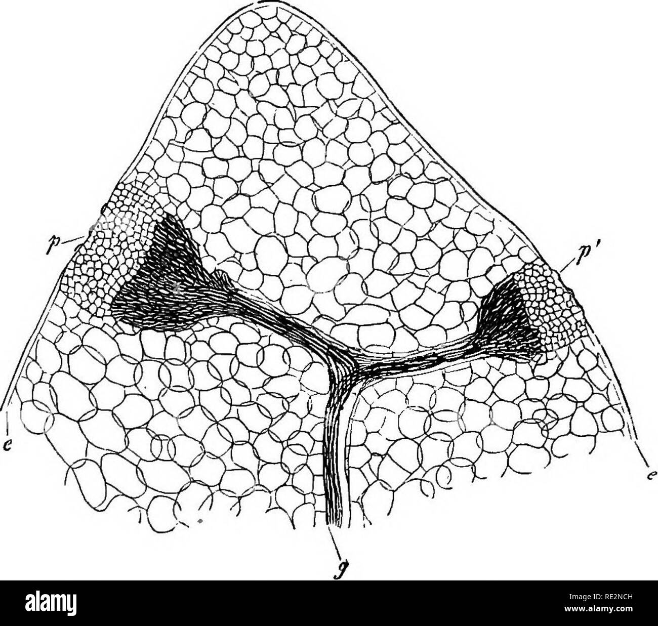 Plant Epidermal Cells High Resolution Stock Photography and Images - Alamy
