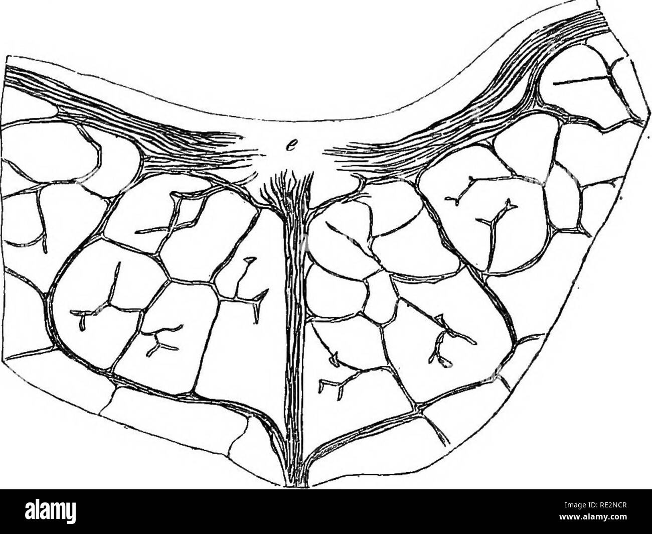 . Comparative anatomy of the vegetative organs of the phanerogams and ...