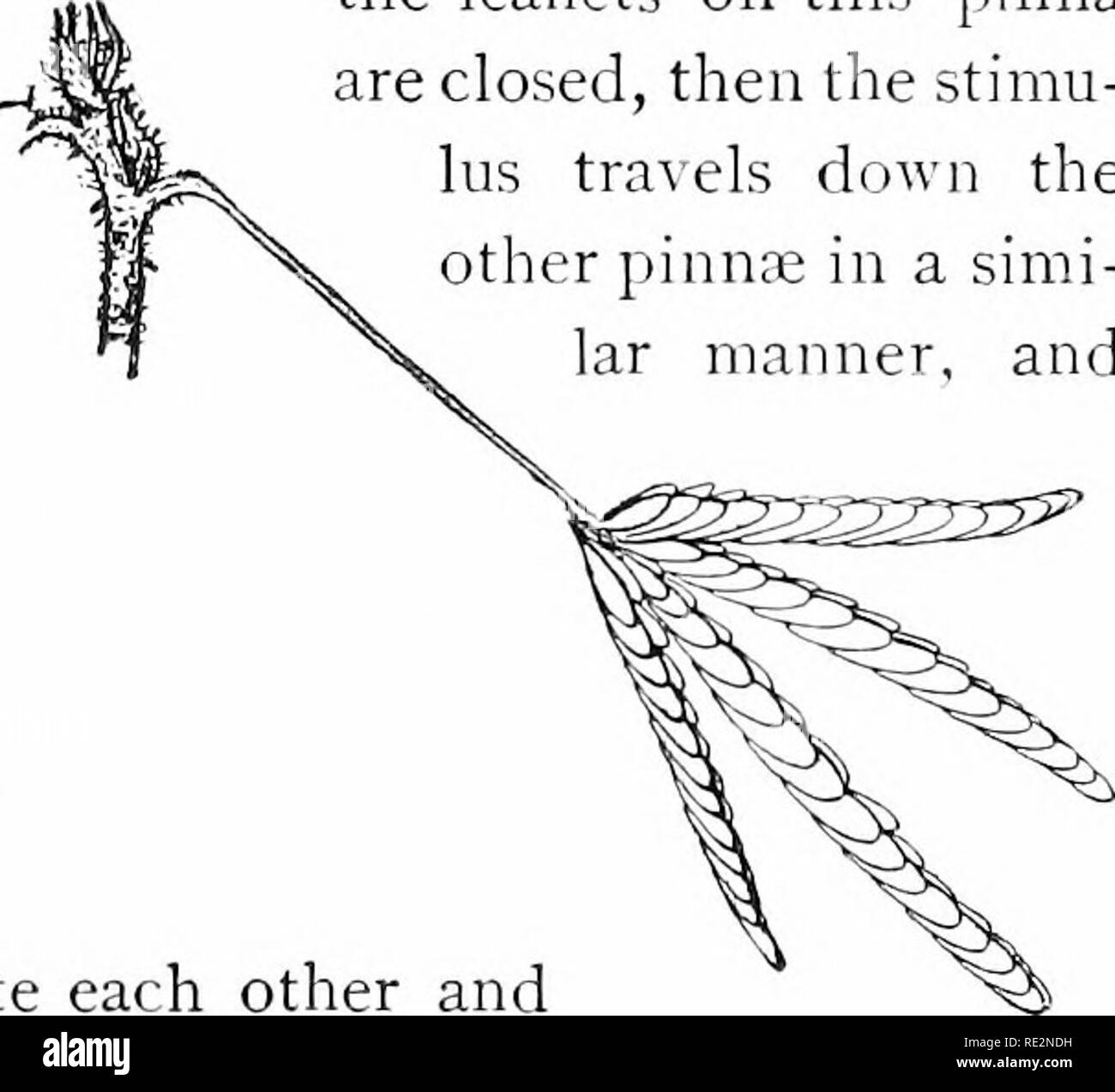 Pinna drops hi-res stock photography and images - Alamy