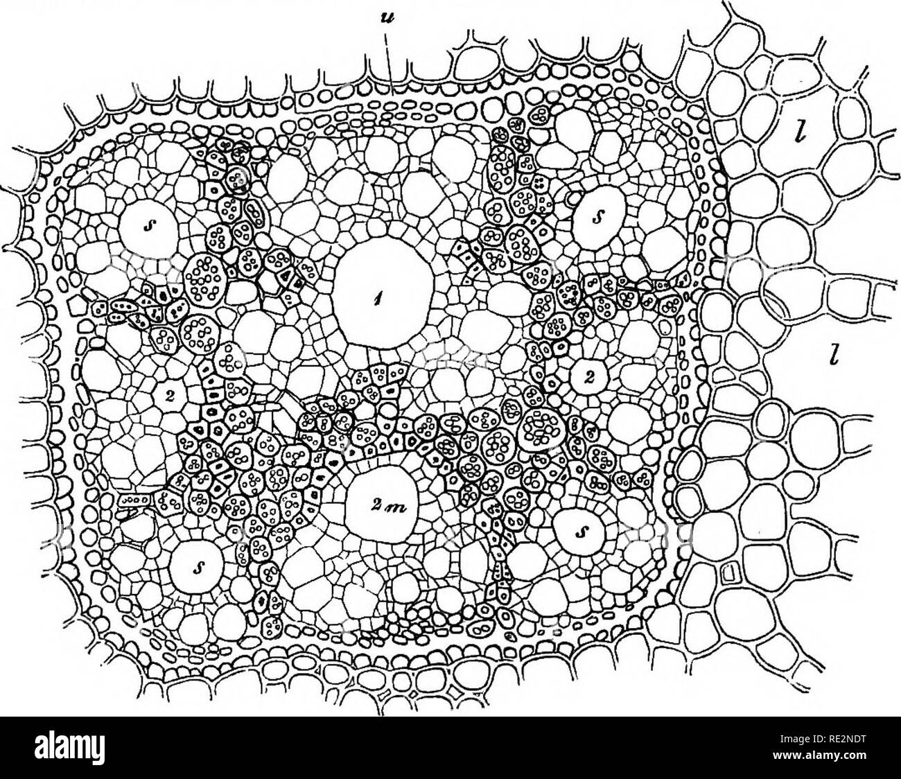 . Comparative anatomy of the vegetative organs of the phanerogams and ...