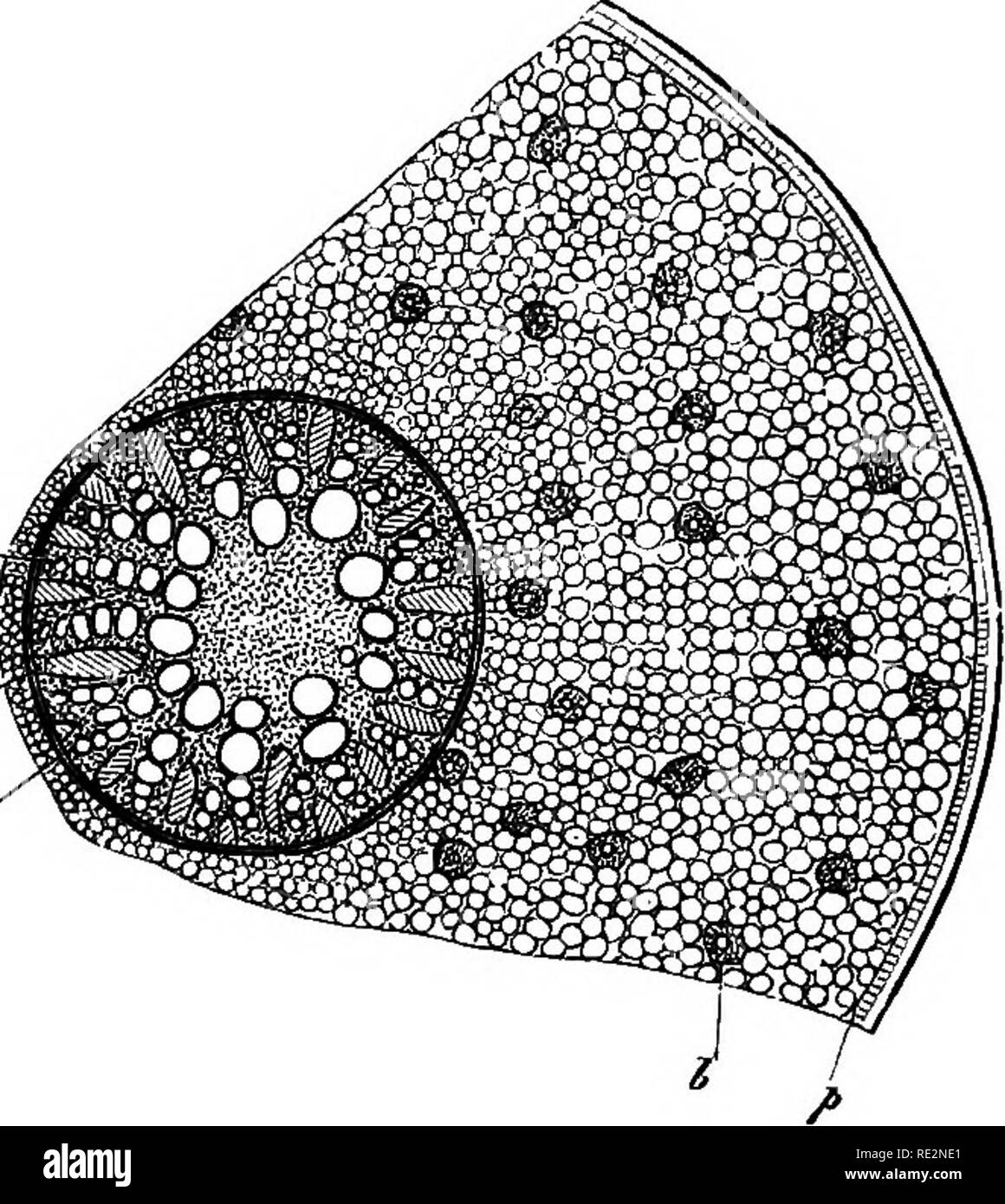 . Comparative anatomy of the vegetative organs of the phanerogams and ...