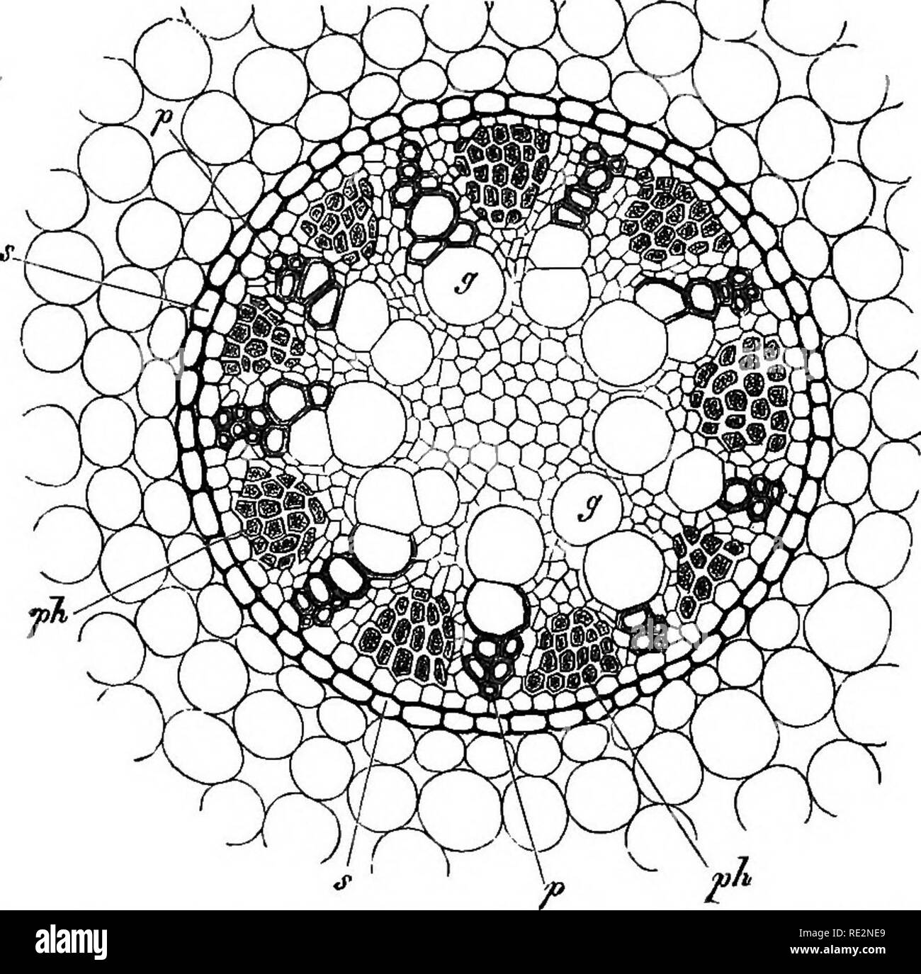 . Comparative anatomy of the vegetative organs of the phanerogams and ...