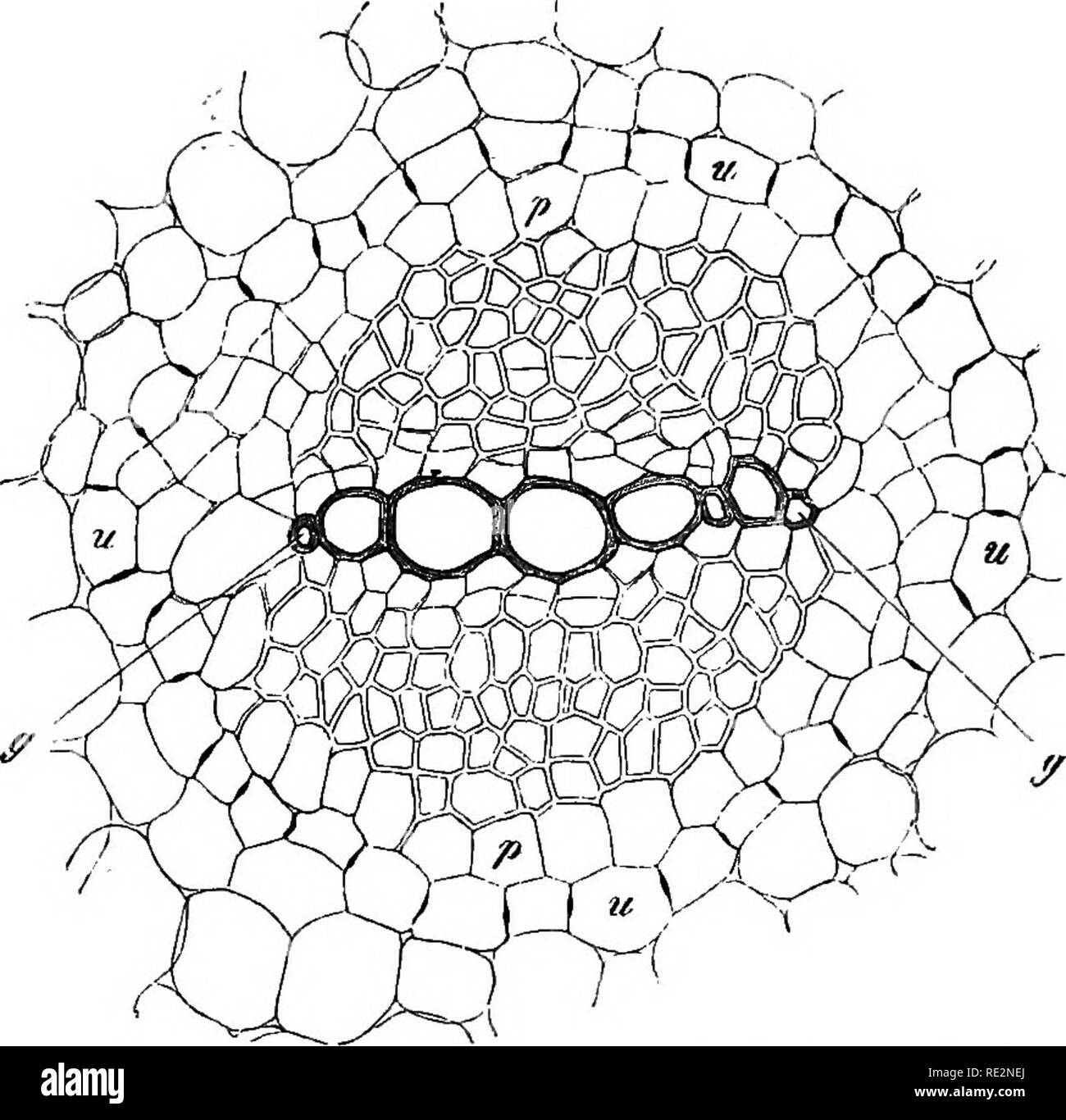 Vicia anatomy hi-res stock photography and images - Alamy