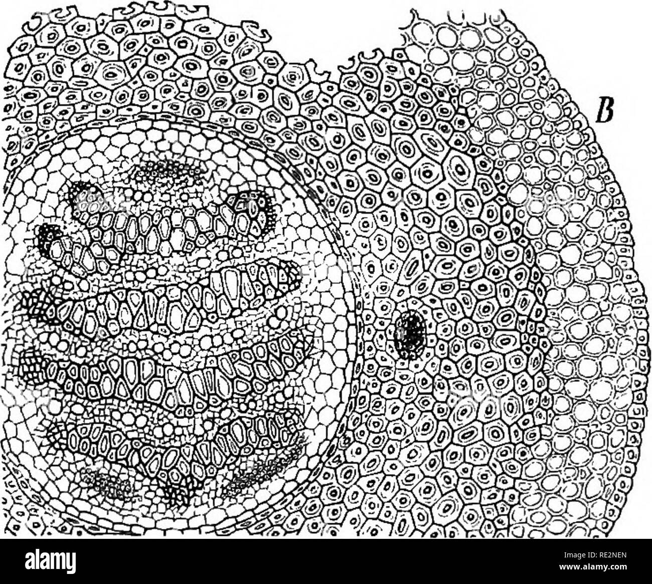 Rhizoides hi-res stock photography and images - Alamy