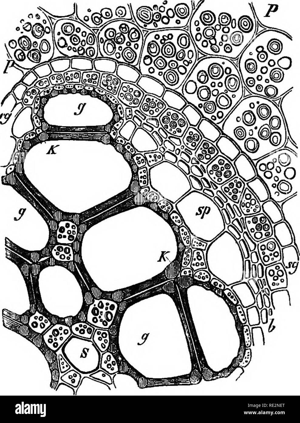 . Comparative anatomy of the vegetative organs of the phanerogams and ...