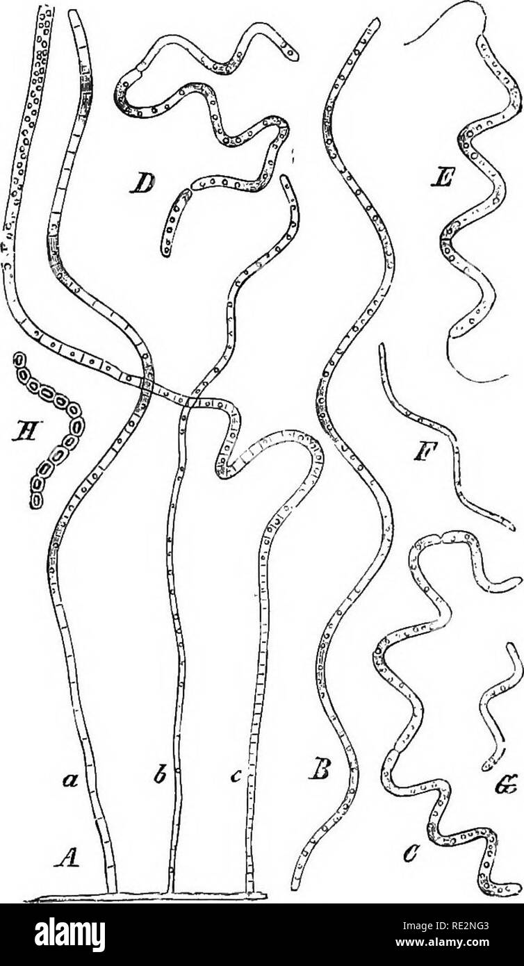 Protophyta High Resolution Stock Photography and Images - Alamy