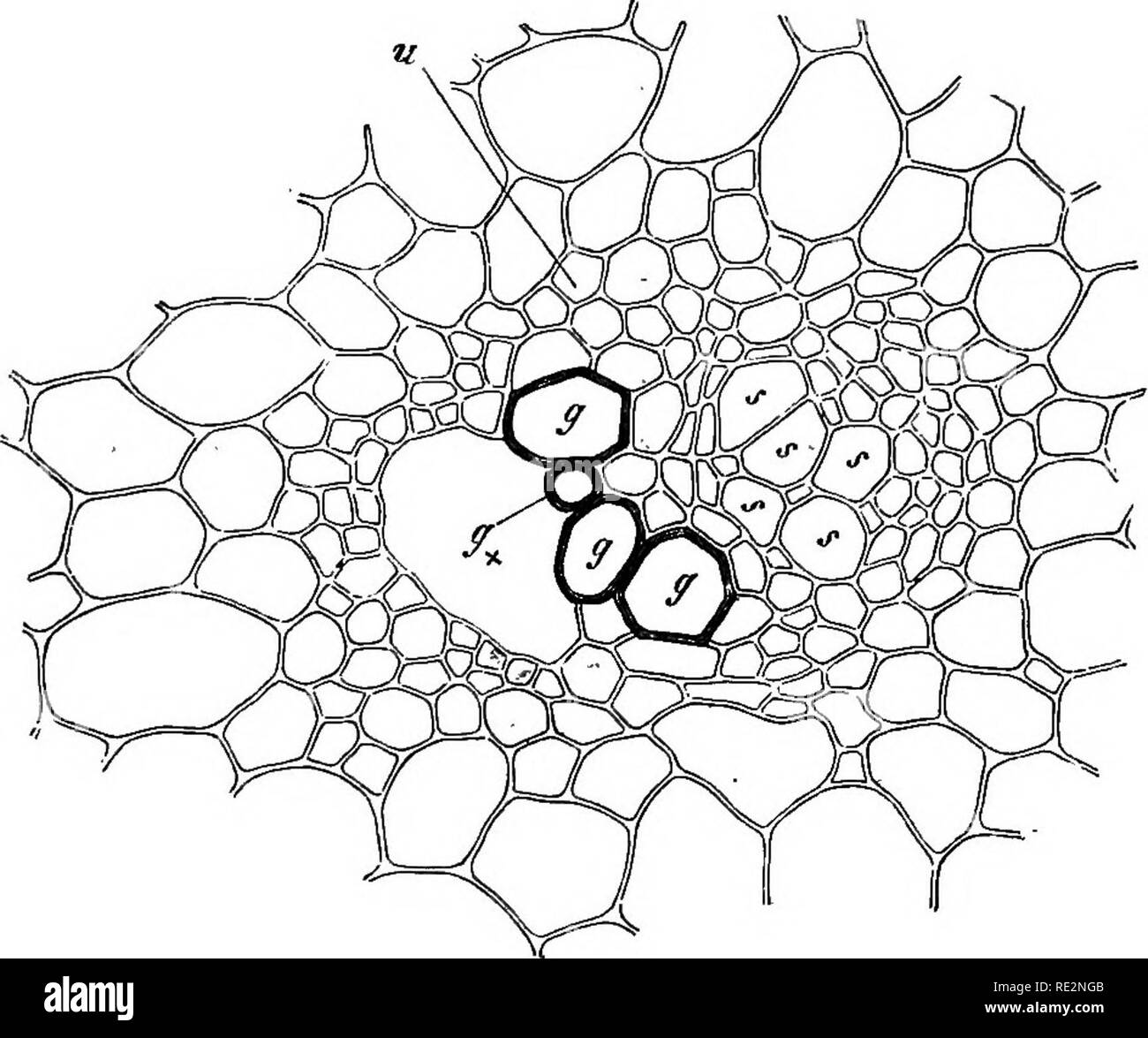 . Comparative anatomy of the vegetative organs of the phanerogams and ...