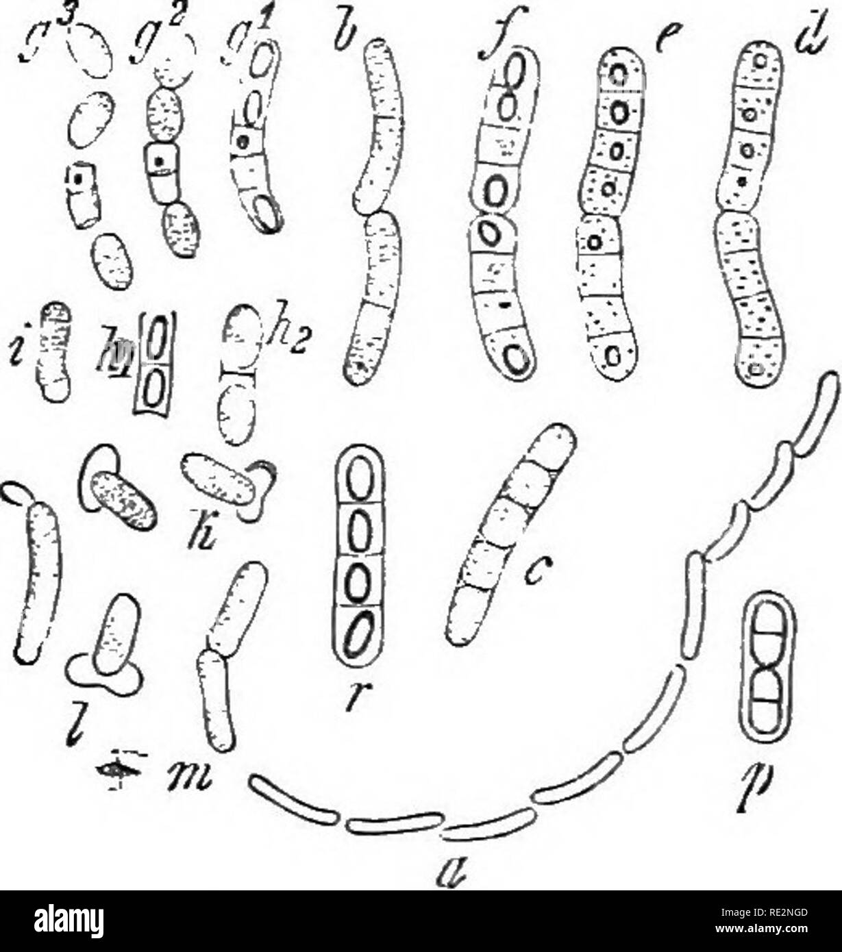 . A handbook of cryptogamic botany. Cryptogams. 452 PROTOPHYTA within ...