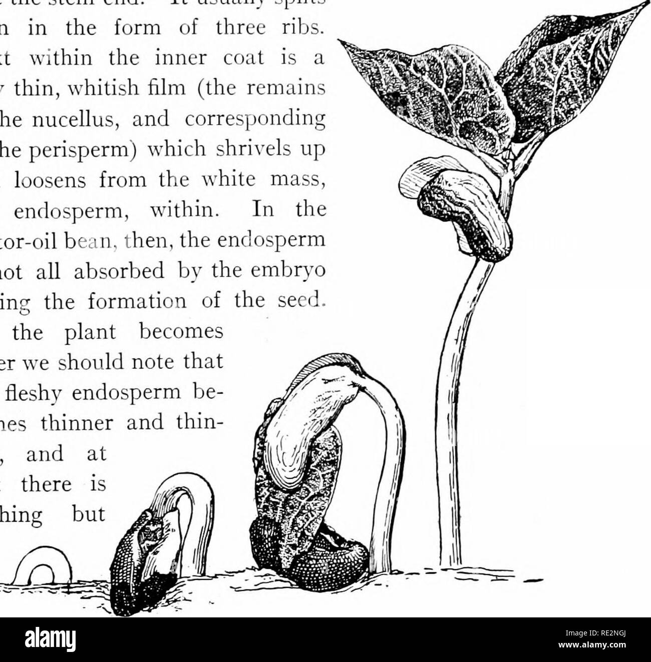 Perisperm Black and White Stock Photos & Images - Alamy