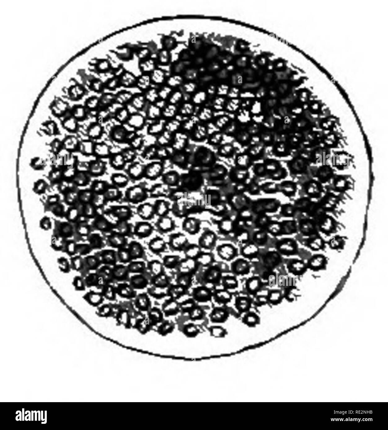 Protophyta hi-res stock photography and images - Alamy