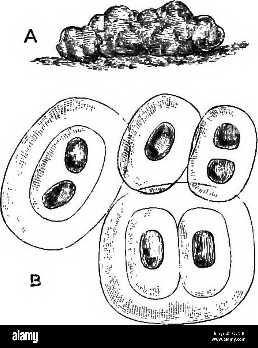 Merismopedia Labeled