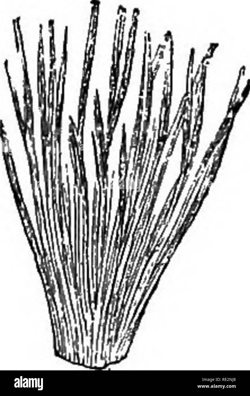 Decomposing vegetable matter Black and White Stock Photos & Images - Alamy