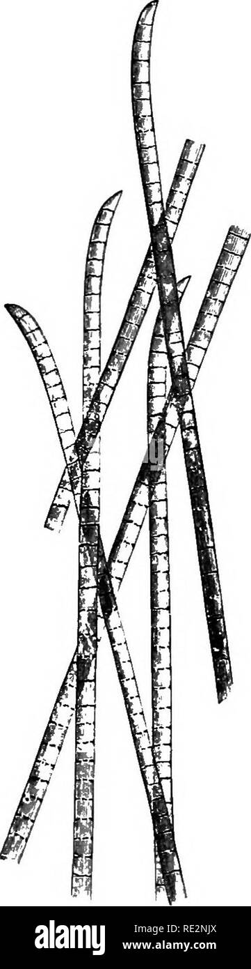 Protophyta Cut Out Stock Images & Pictures - Alamy