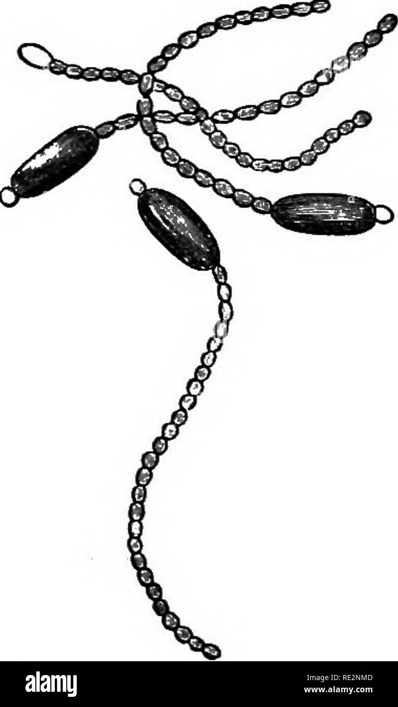 Protophyta hi-res stock photography and images - Alamy