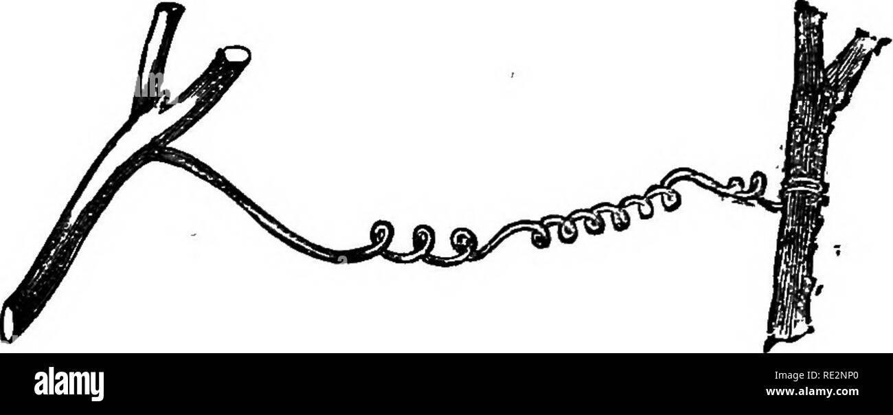 Climbing plants tendrils Black and White Stock Photos & Images - Alamy