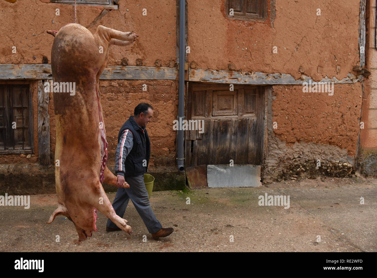 (EDITORS NOTE: Image contains graphic content) A pig seen being ...
