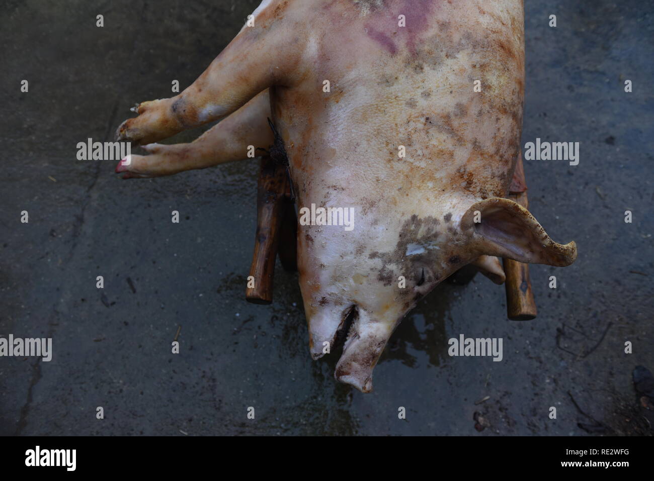 Pig slaughter tradition hi-res stock photography and images - Alamy