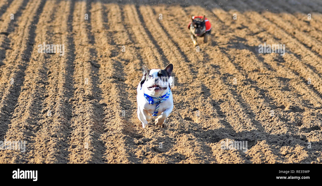 Los Angeles, USA. 19th Jan, 2019. Bulldogs race during the Bulldog ...