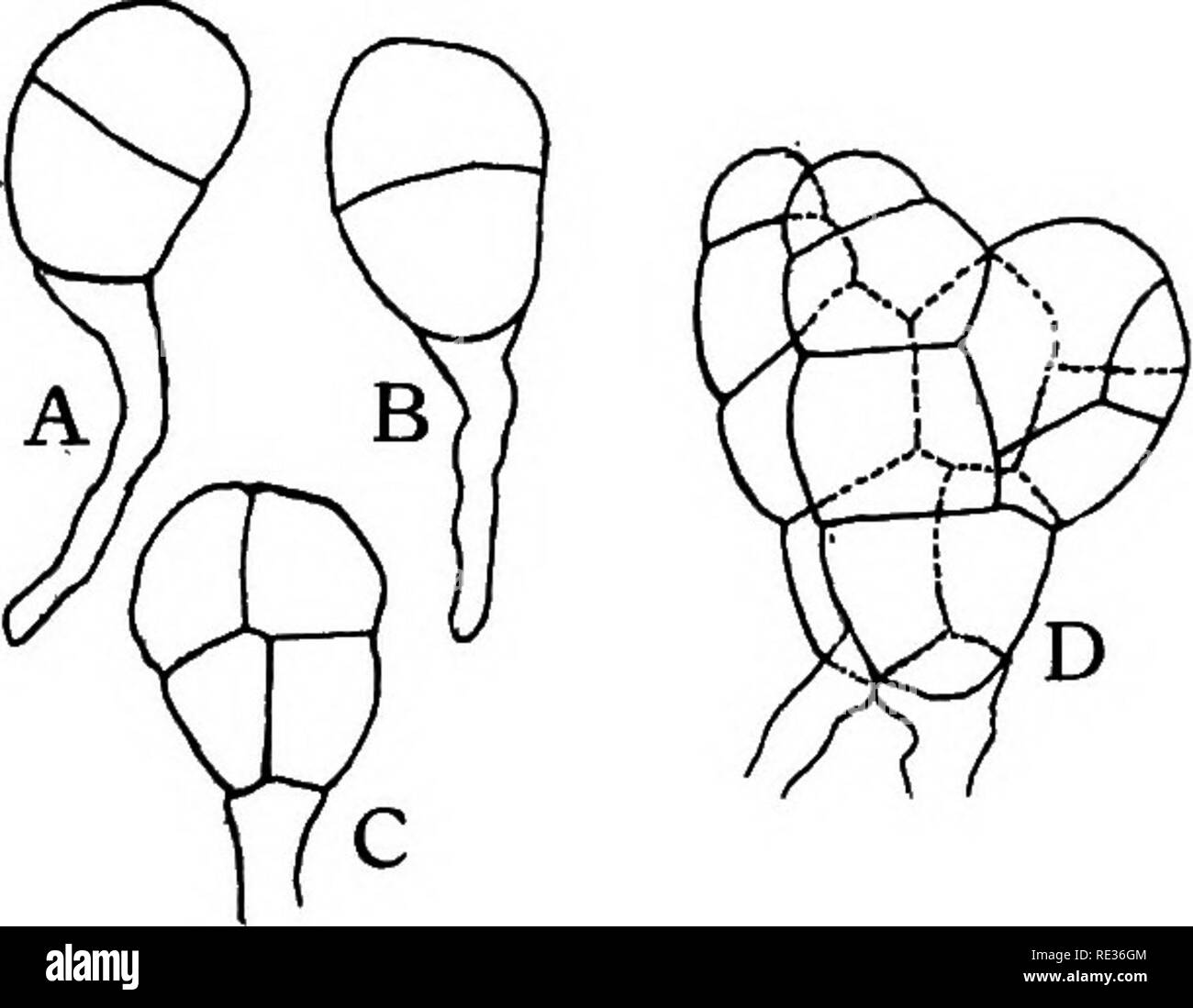 . Plant anatomy from the standpoint of the development and functions of ...
