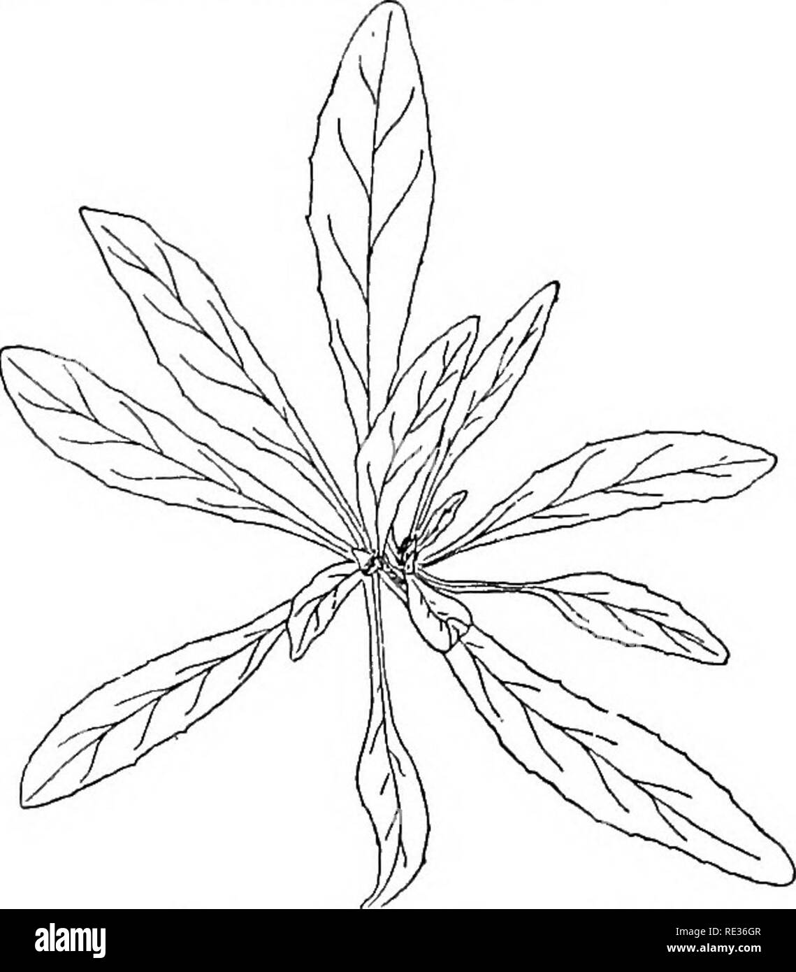 Chlorophyll Drawing