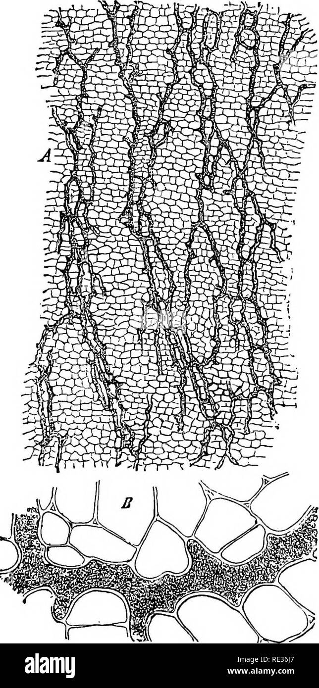. Plant anatomy from the standpoint of the development and functions of ...