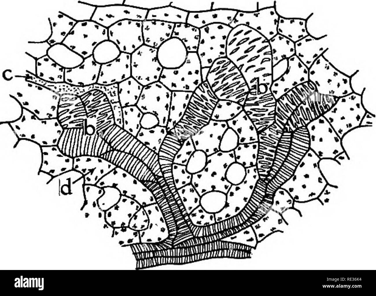 . Plant anatomy from the standpoint of the development and functions of ...