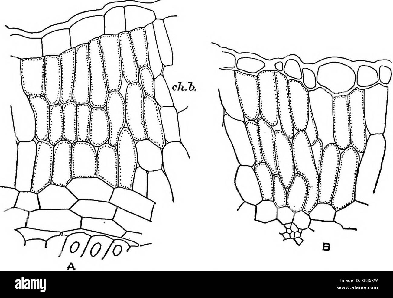 . The topography of the chlorophyll apparatus in desert plants ...