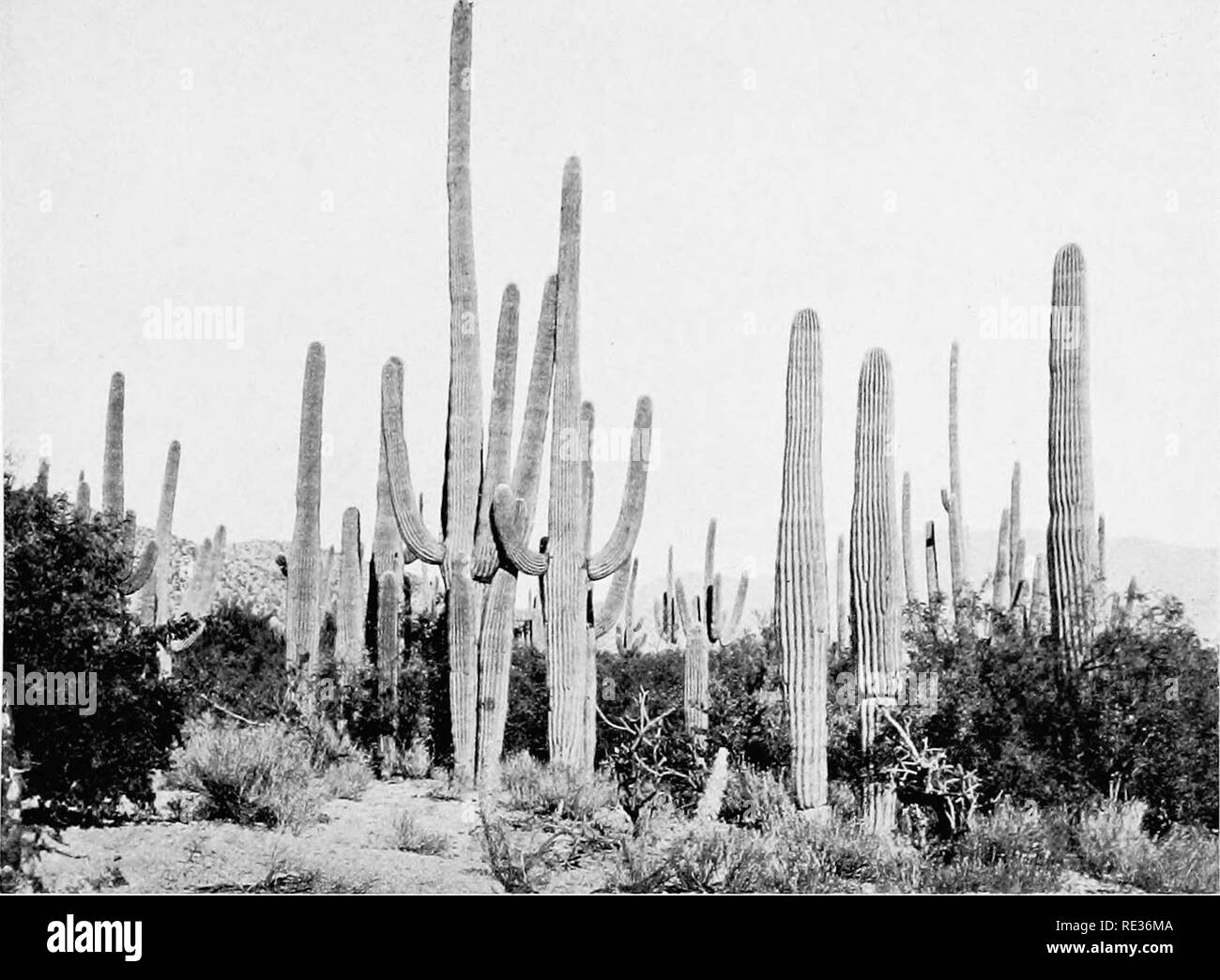 Frederic edward clements Black and White Stock Photos & Images - Alamy