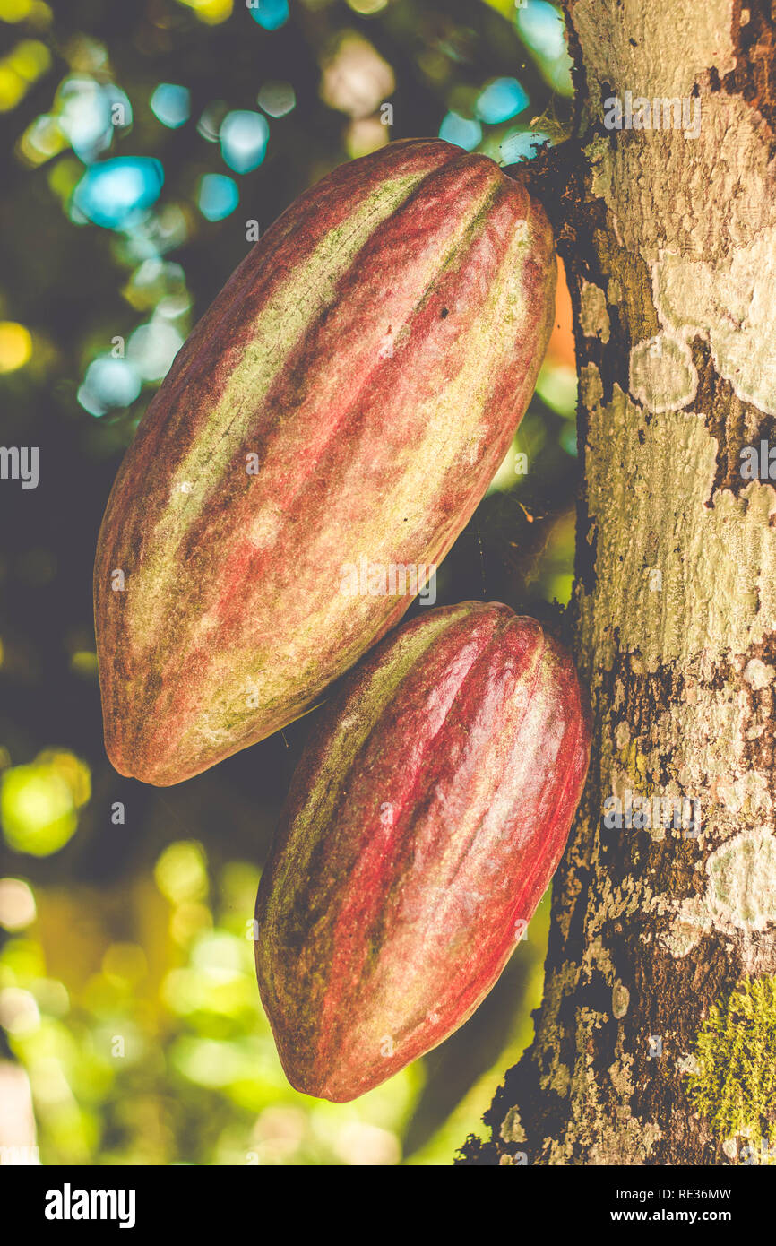 Organic fresh cacao on the tree, Cacao pulp chocolate Stock Photo - Alamy