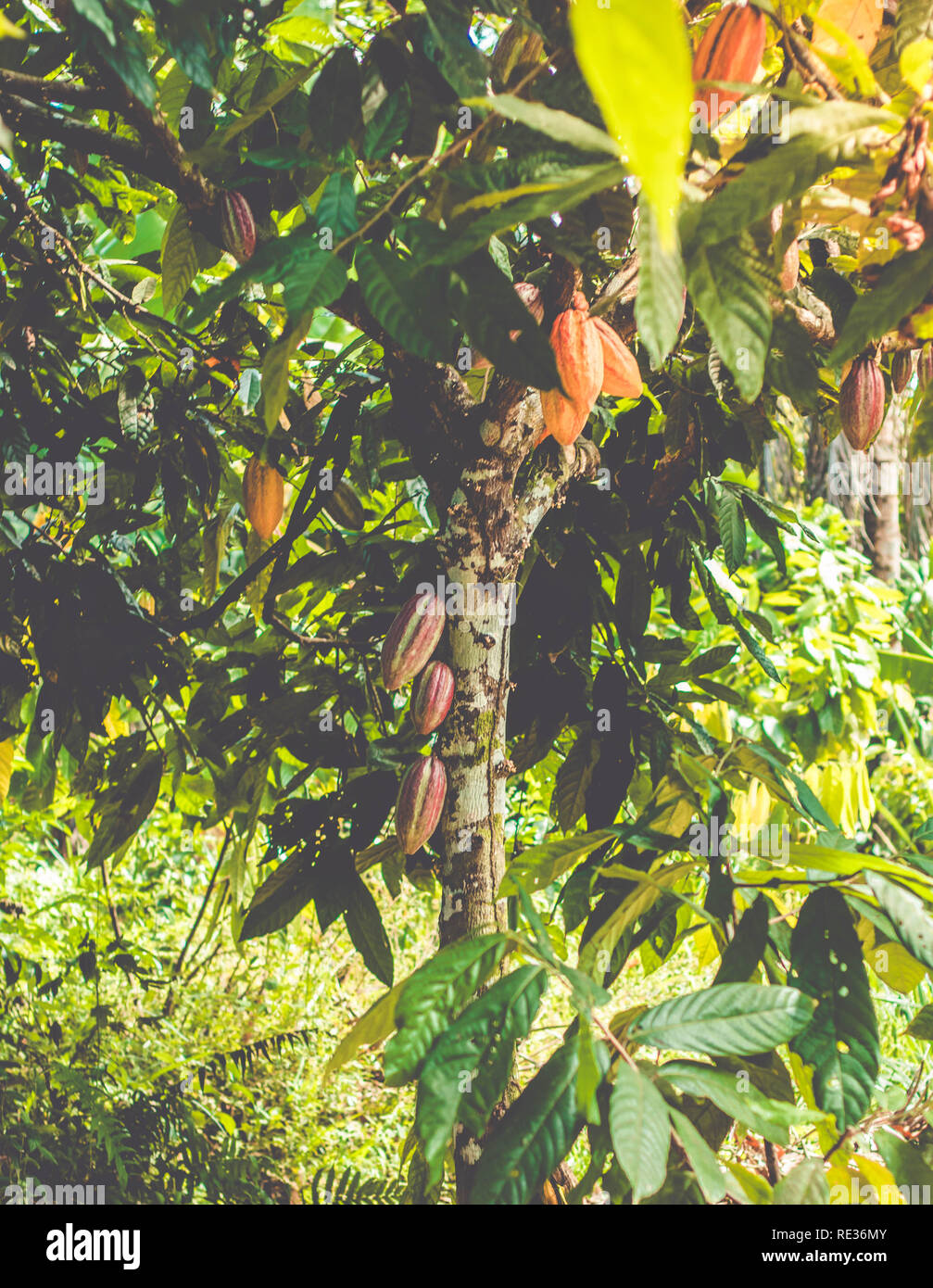 Organic fresh cacao on the tree, Cacao pulp chocolate Stock Photo - Alamy