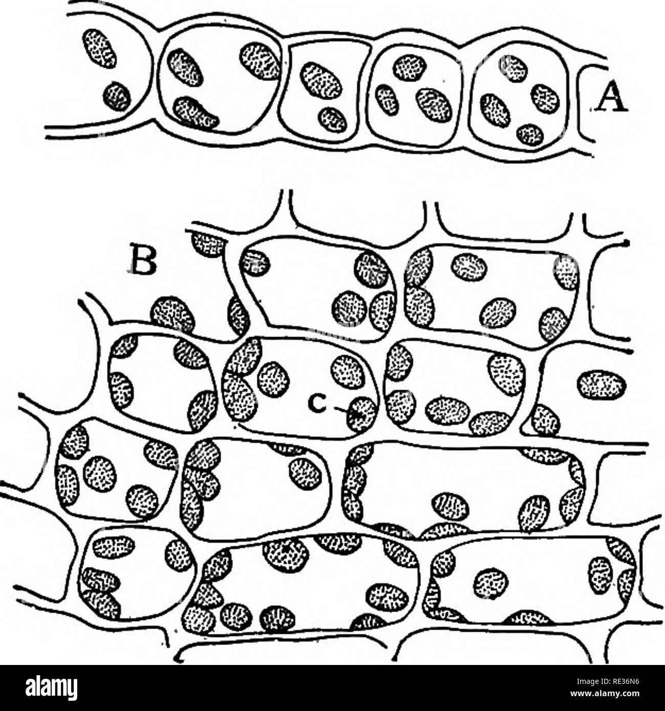 Mature plant cell Black and White Stock Photos & Images - Alamy