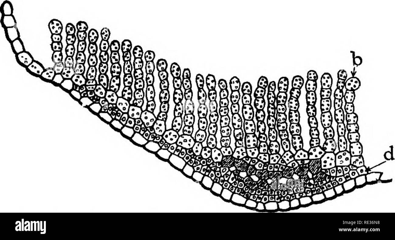 Water Conducting Cells