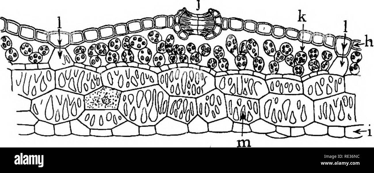 Marchantia Thallus Labeled