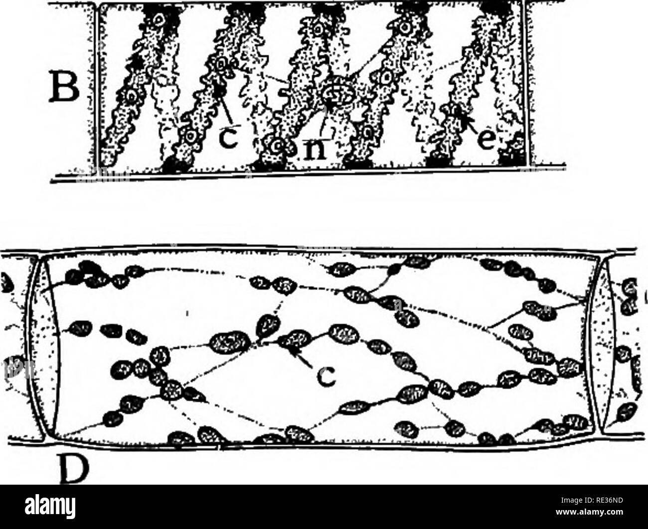 Tem plant cell hi-res stock photography and images - Alamy