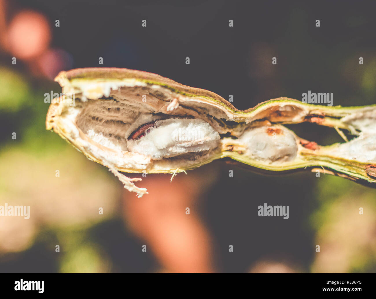 Inga fruit on shell Stock Photo - Alamy