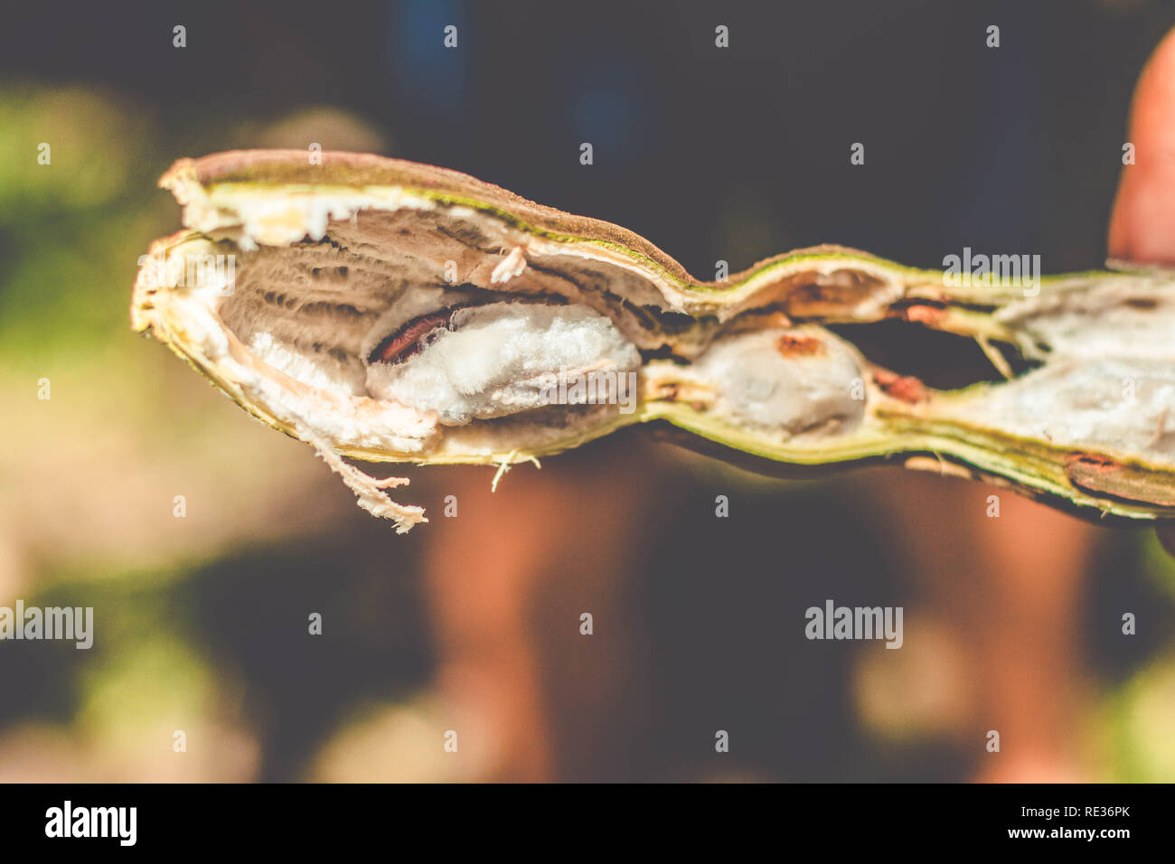 Inga fruit on shell Stock Photo - Alamy