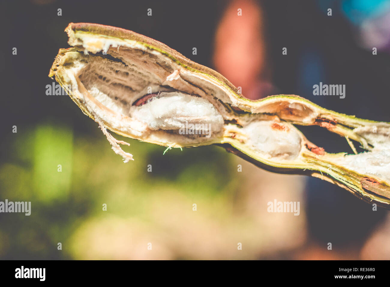 Inga pod hi-res stock photography and images - Alamy