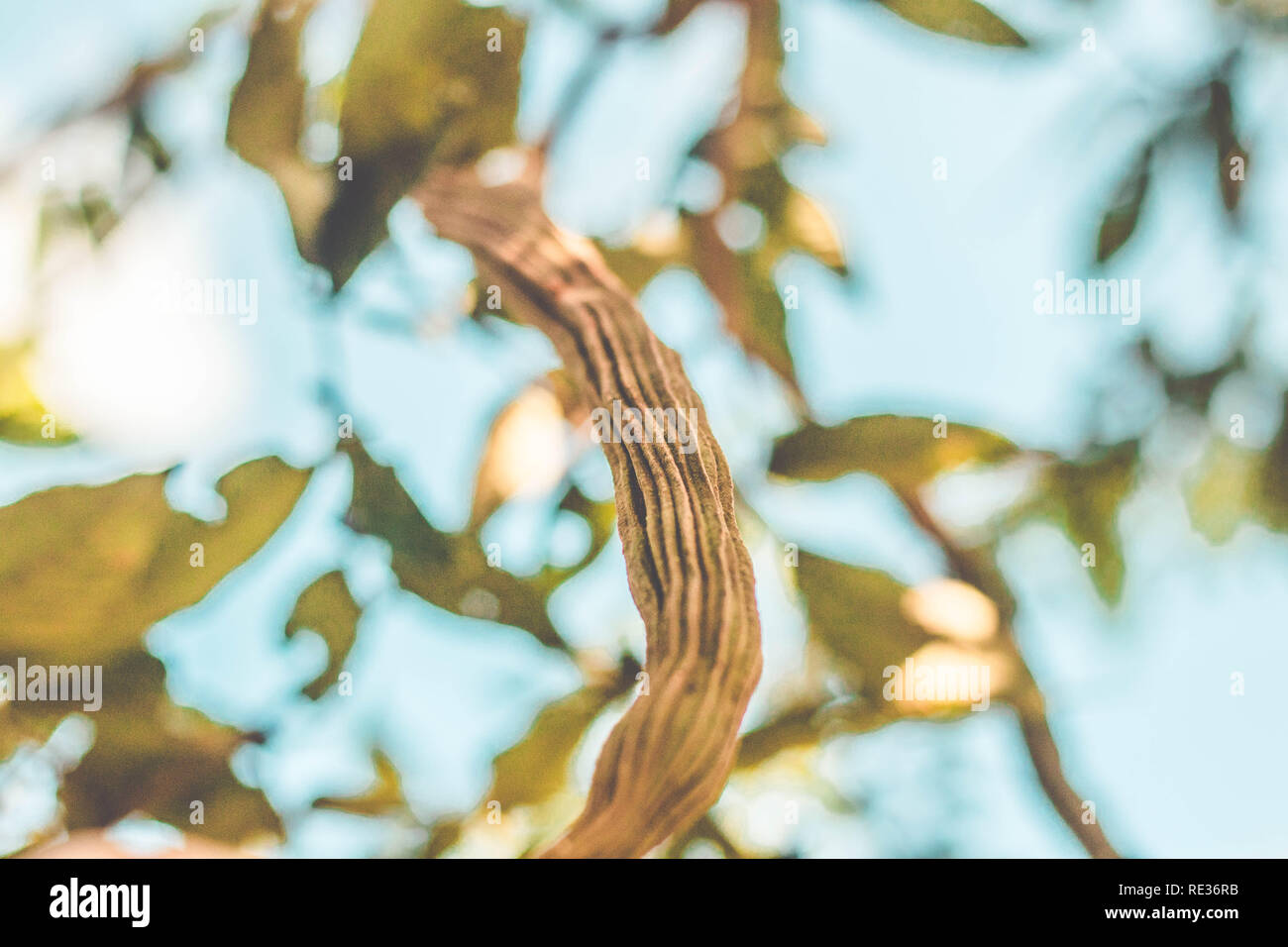 Inga edulis tree hi-res stock photography and images - Alamy