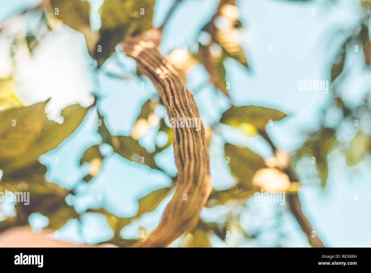 Inga edulis tree hi-res stock photography and images - Alamy