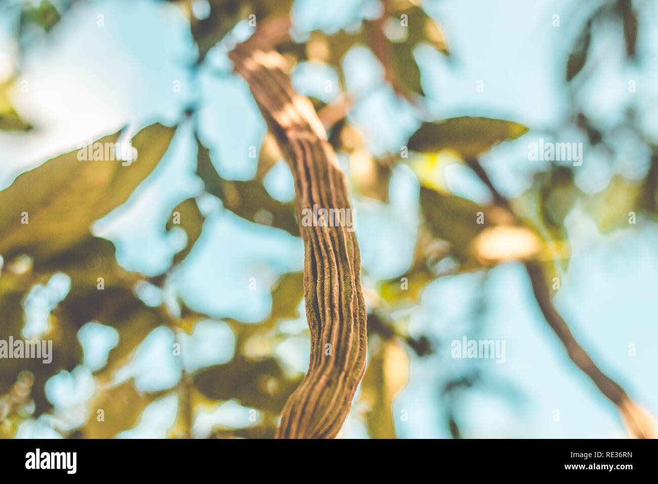 Inga edulis tree hi-res stock photography and images - Alamy