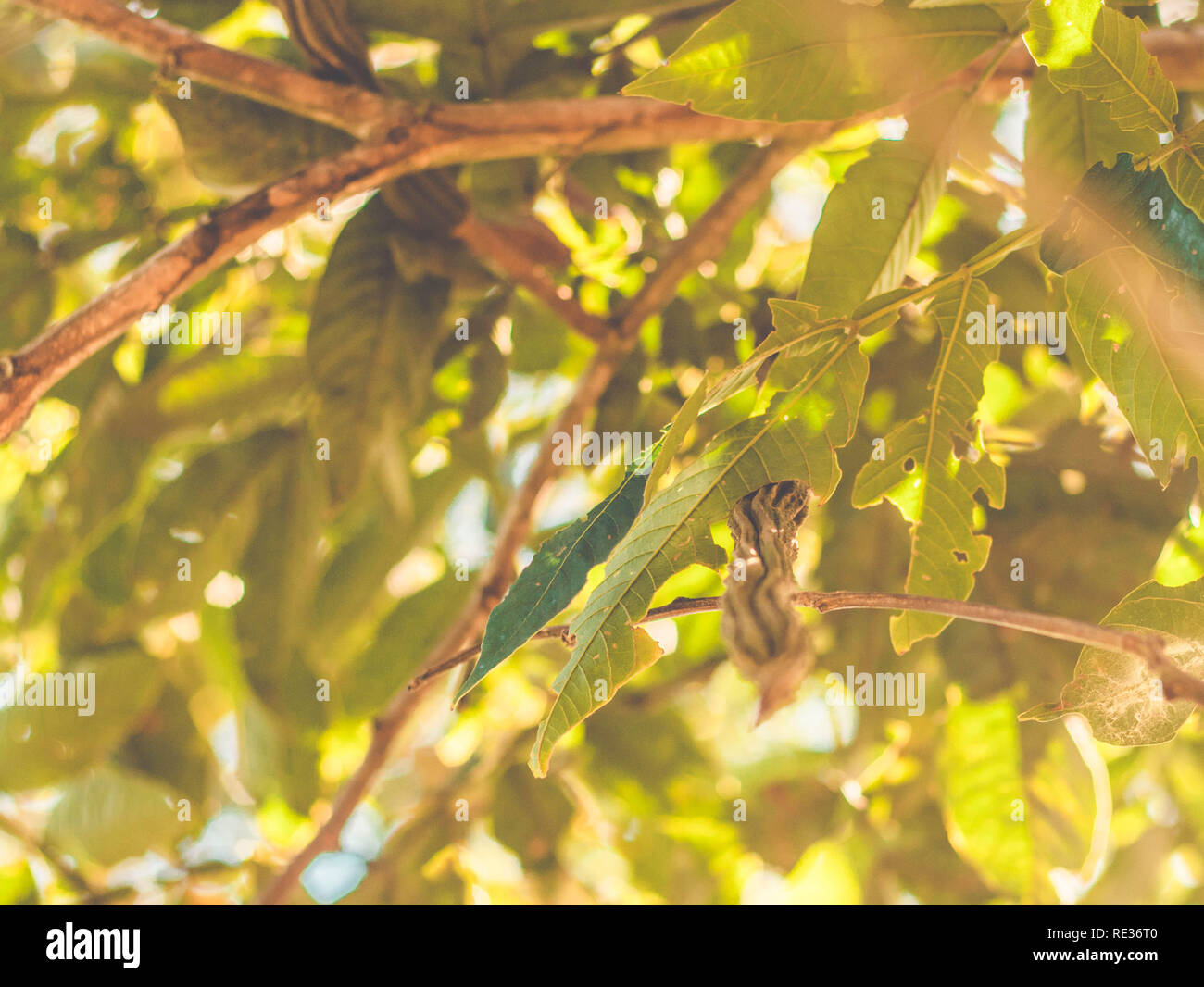 Inga pod on tree (Brazil) - Guaba Stock Photo - Alamy