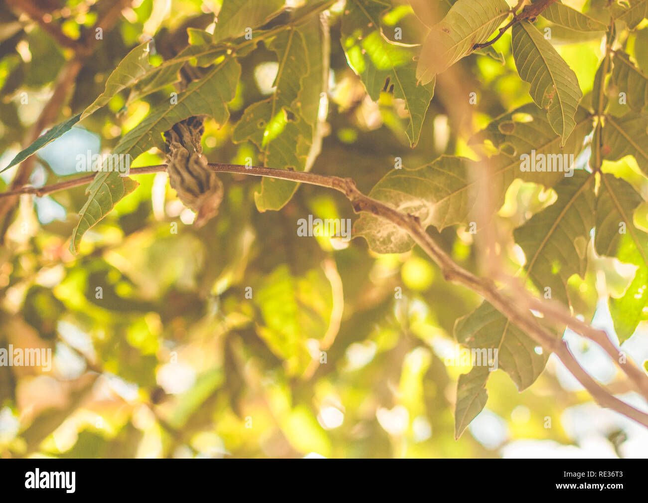 Inga pod on tree (Brazil) - Guaba Stock Photo - Alamy
