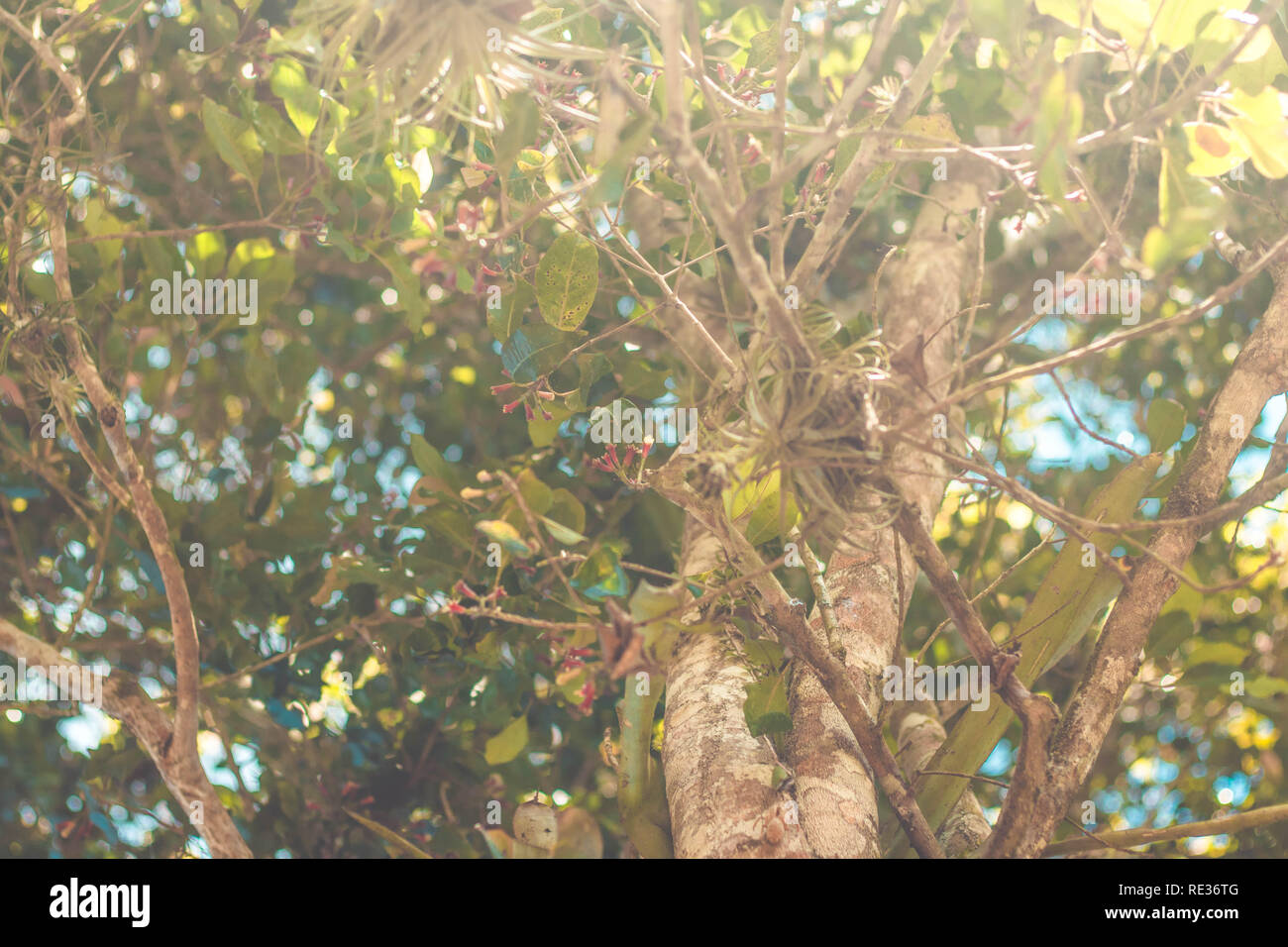 Indian spiced clove, Indian carnation on tree (Syzygium aromaticum ...