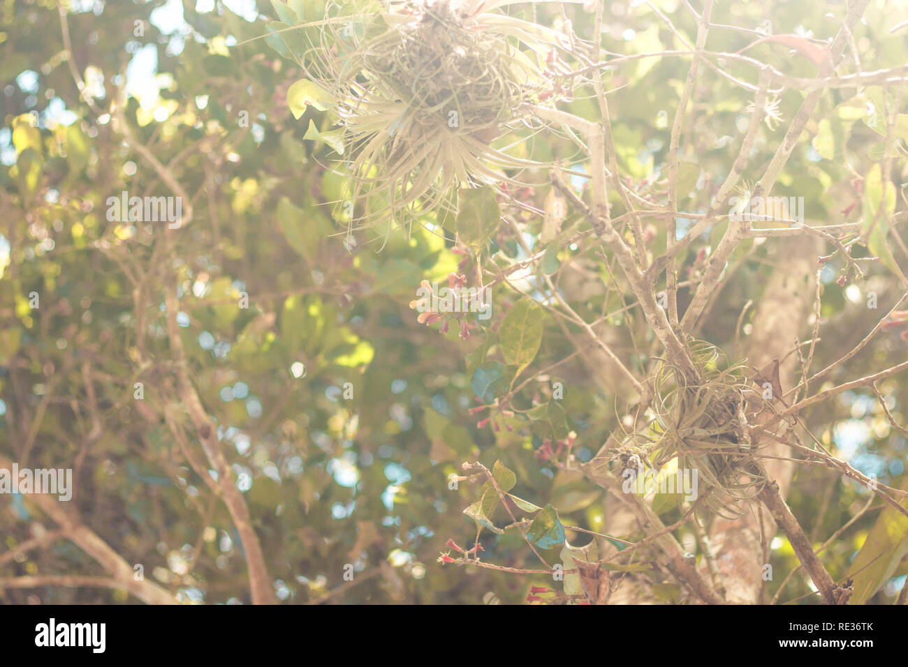 Indian carnation hi-res stock photography and images - Alamy