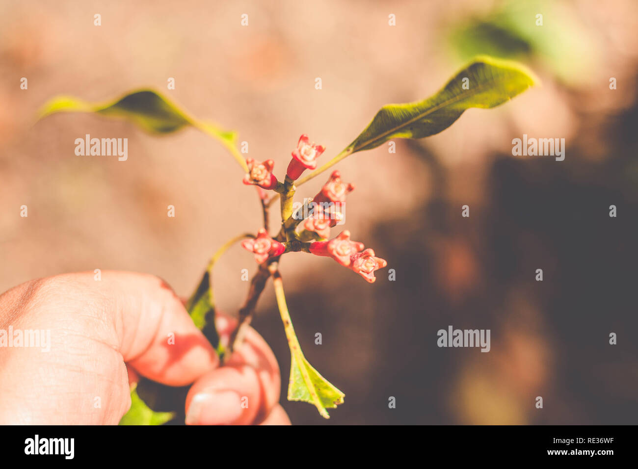 Carnation of india hi-res stock photography and images - Alamy