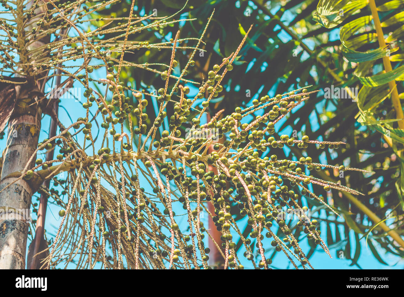 Acai berry tree hi-res stock photography and images - Alamy