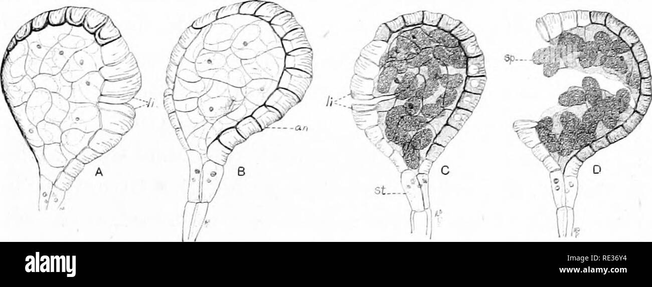 . Fundamentals of botany. Botany. LIFE HISTORY OF A FERN 157 a clearly ...